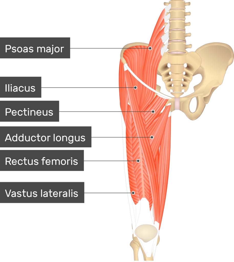 Vastus Medialis Muscle