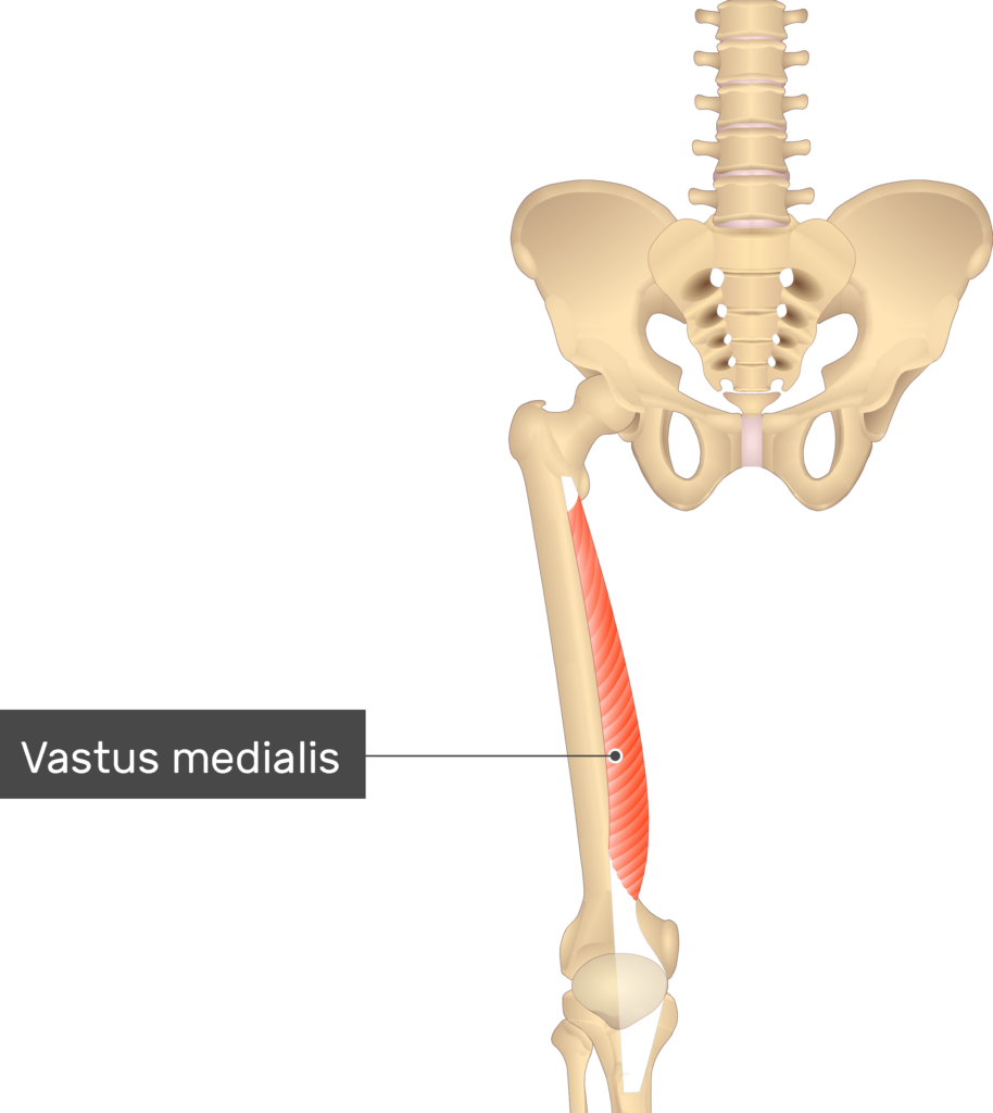 Vastus Medialis Muscle