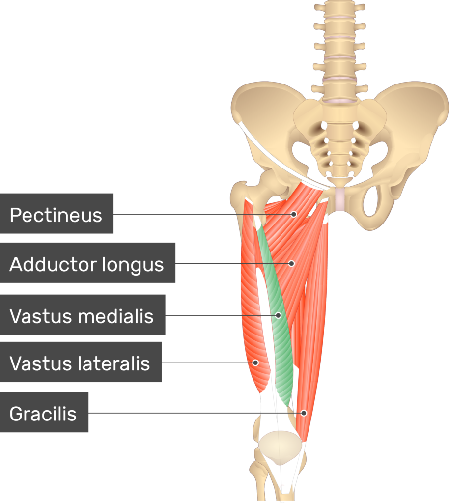 Vastus Medialis Muscle