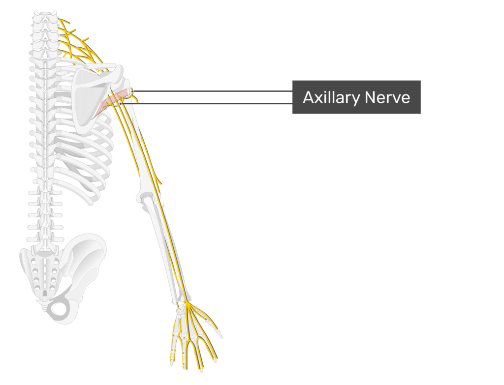 Axillary Nerve Innervation