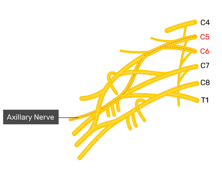Teres Minor Muscle Attachments Actions And Innervation Getbodysmart
