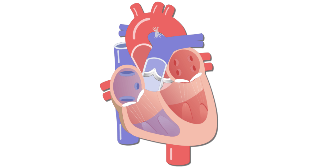 Major Blood Vessels Of The Heart
