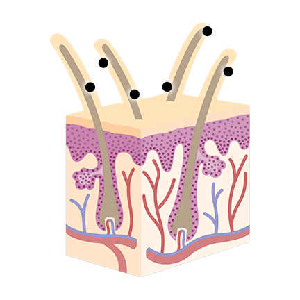 Vestibule Region of the Nasal Cavity