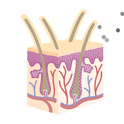 Nasal vestibule: anatomy and labeled diagram | GetBodySmart