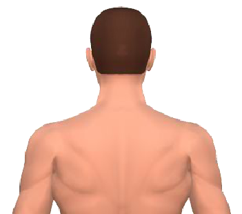 Semispinalis Capitis Muscle | GetBodySmart