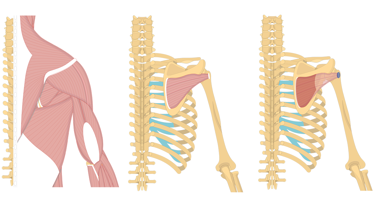 Infraspinatus Origin And Insertion