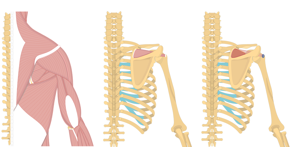 Supraspinatus Origin And Insertion