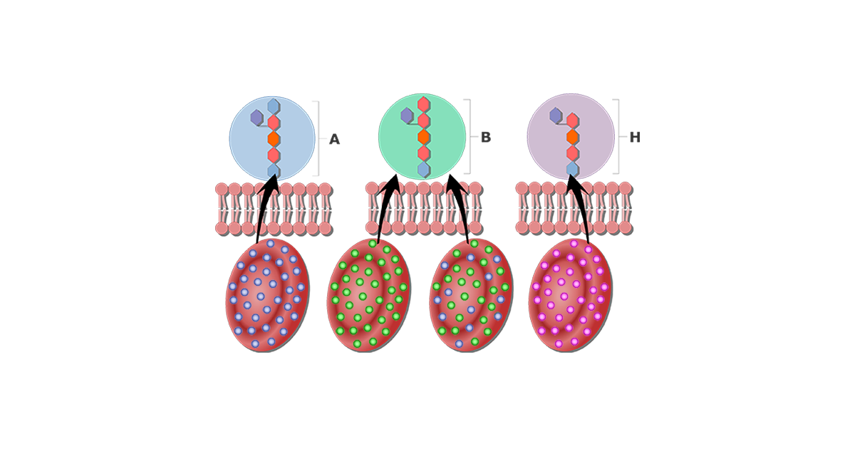 abo-and-rh-blood-types-getbodysmart
