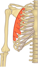 Serratus Anterior Muscle | GetBodySmart