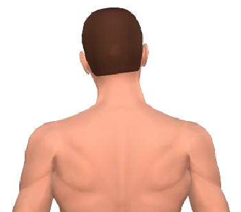 Obliquus Capitis Superior Muscle: origin, insertion and action ...