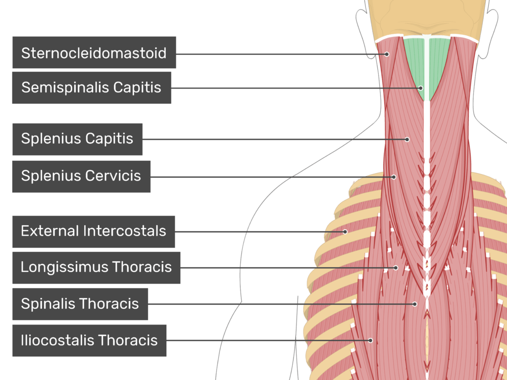 Semispinalis Capitis Cadaver