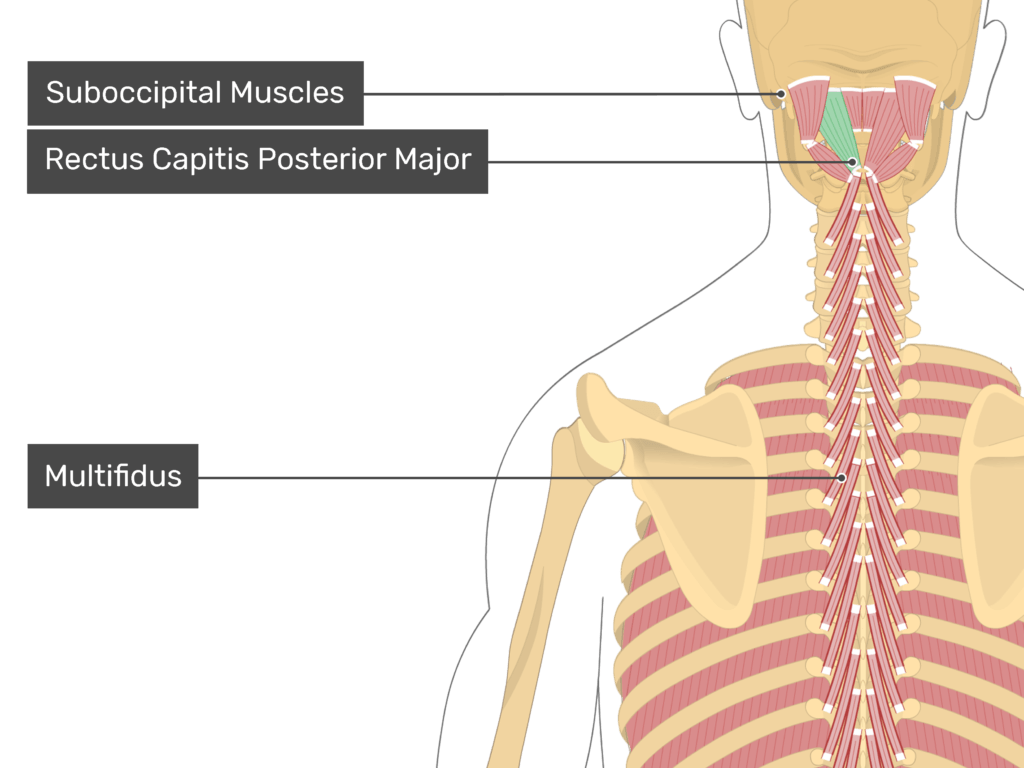 Rectus Capitis Posterior Major