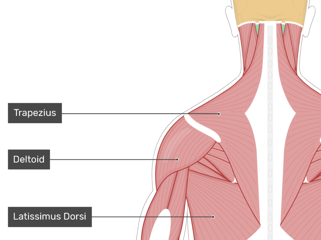 Semispinalis Cadaver