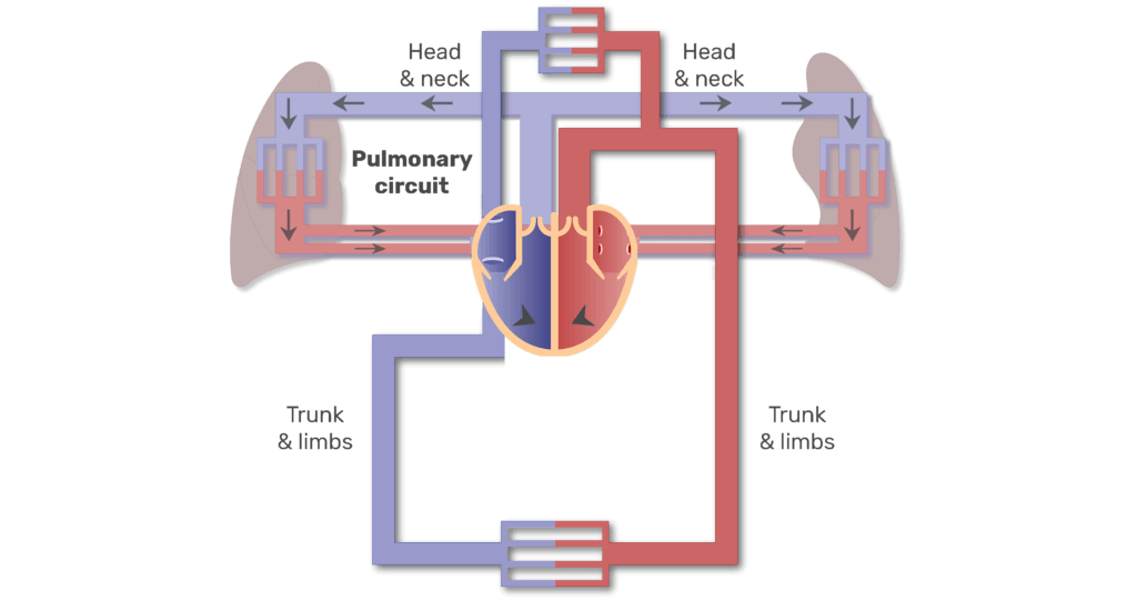 Pulmonary Circulation Animation Magnetic Blood Circulation Model
