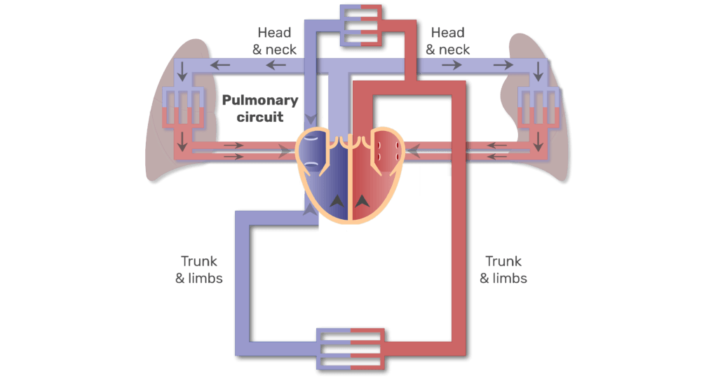 Pulmonary Circulation Diagram