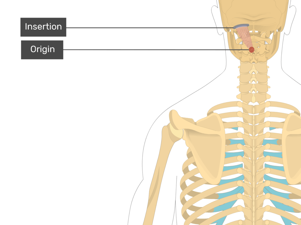 Rectus Capitis Lateralis