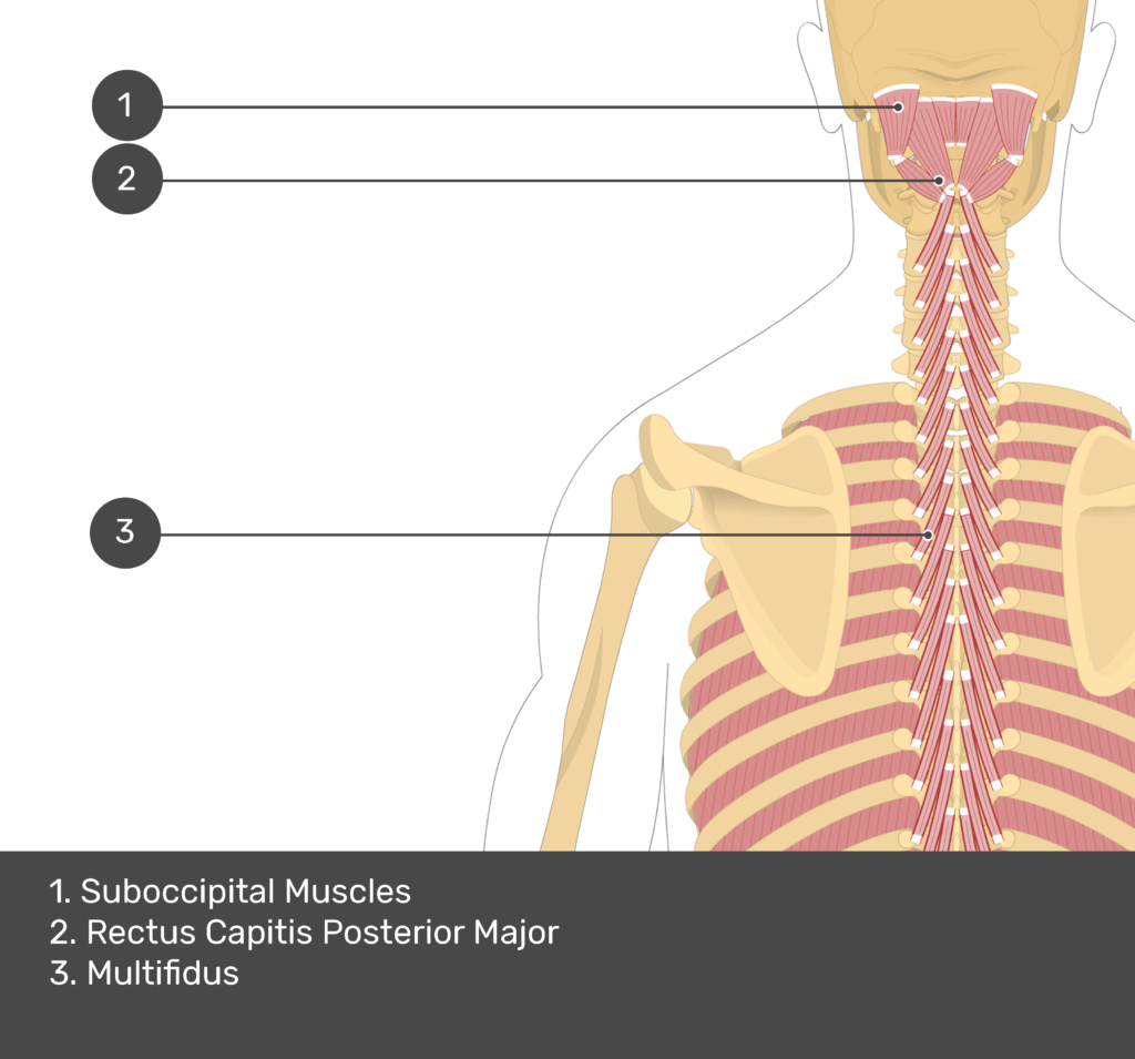 Rectus Capitis Posterior Major | GetBodySmart