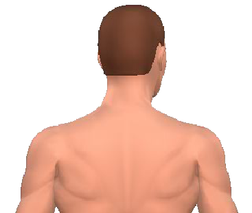 Semispinalis Capitis Muscle | GetBodySmart