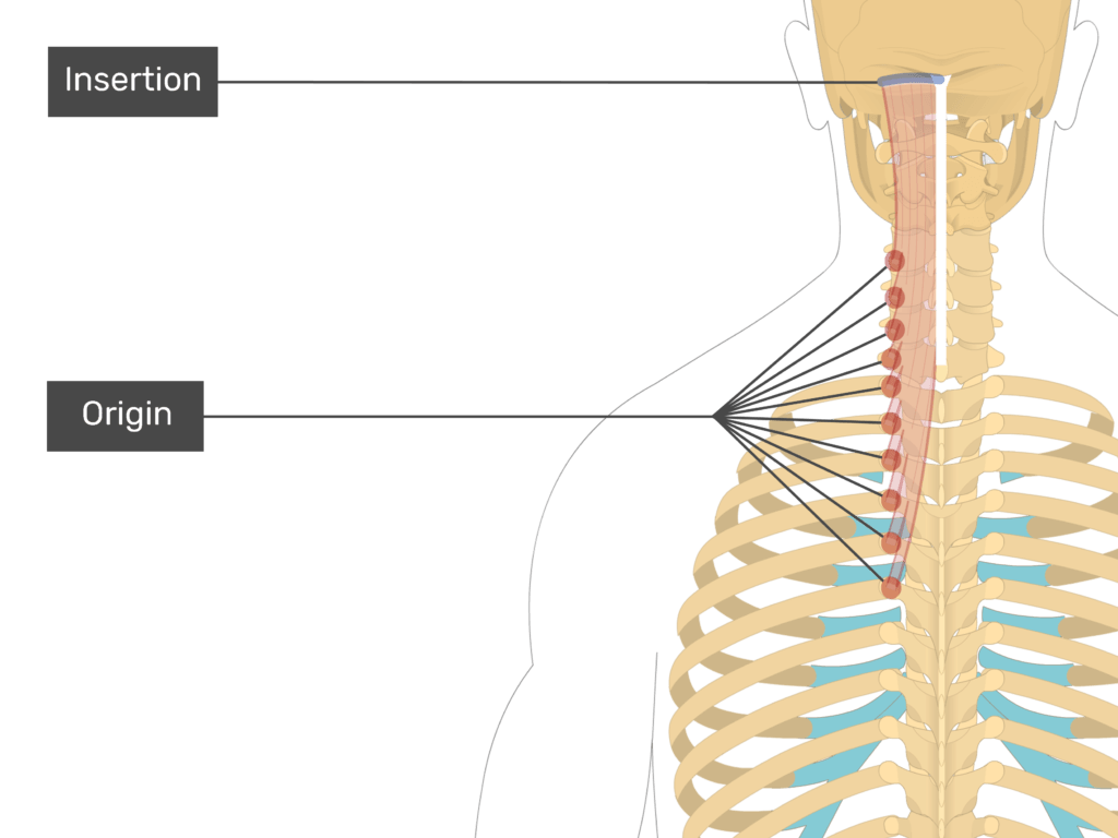 Semispinalis Capitis