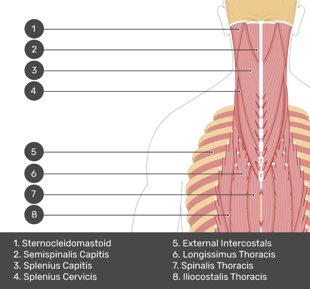 Semispinalis Thoracis Muscle | GetBodySmart