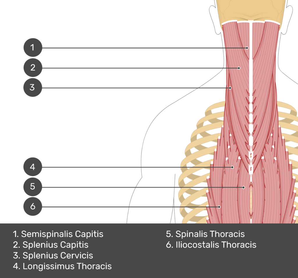 Semispinalis Thoracis Muscle | GetBodySmart