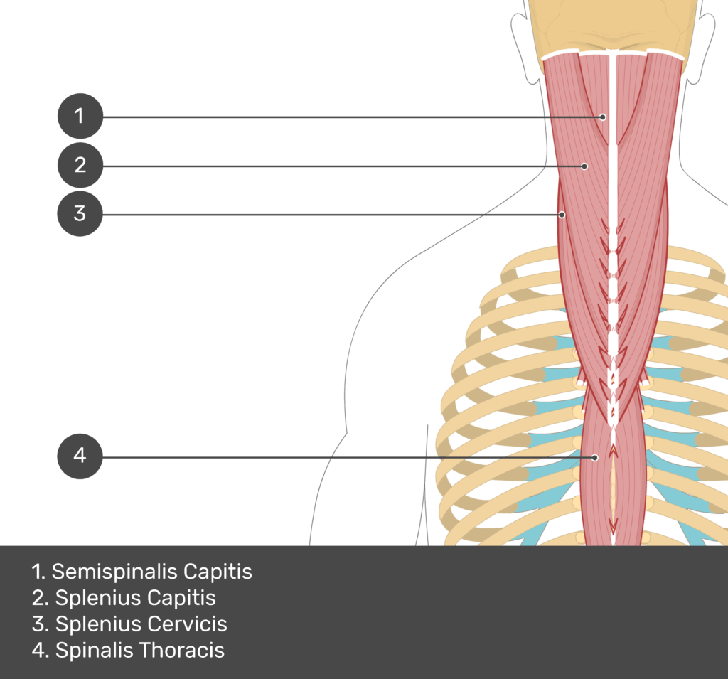 Splenius Capitis Origin And Insertion