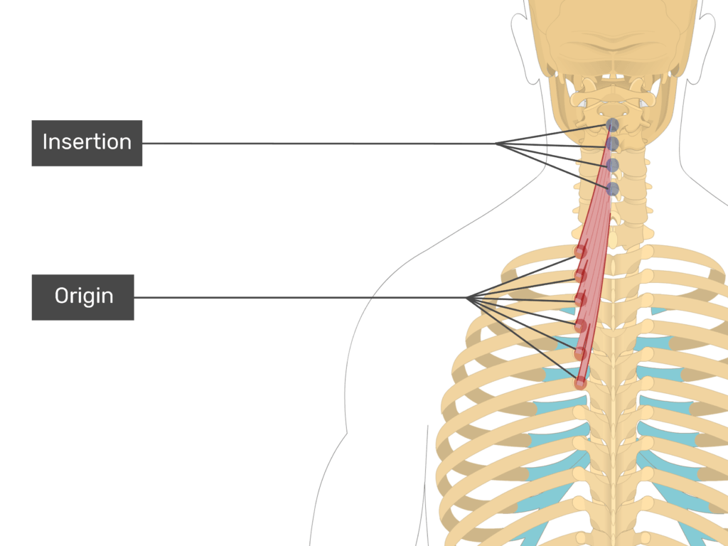 Semispinalis Thoracis Origin And Insertion