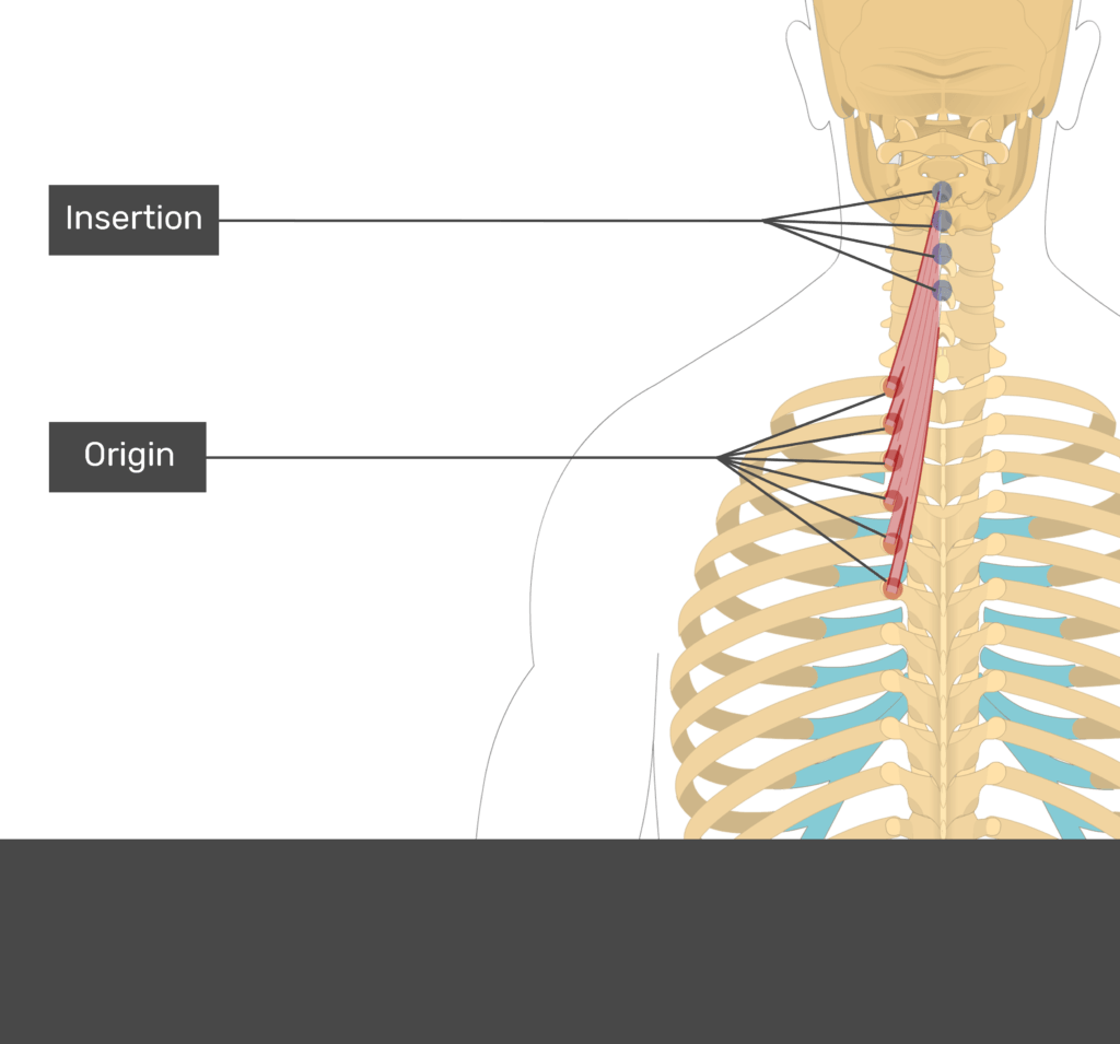 Semispinalis Cervicis Muscle | GetBodySmart