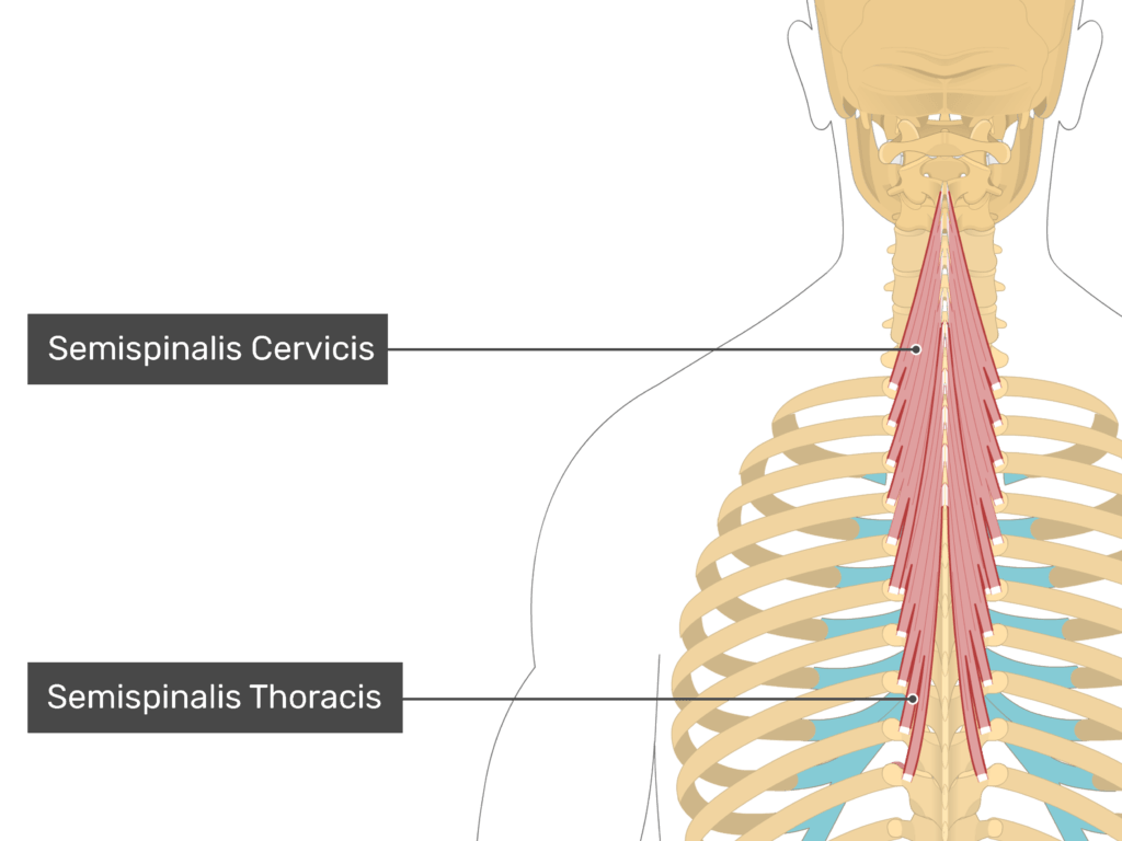 Semispinalis Thoracis Muscle | GetBodySmart