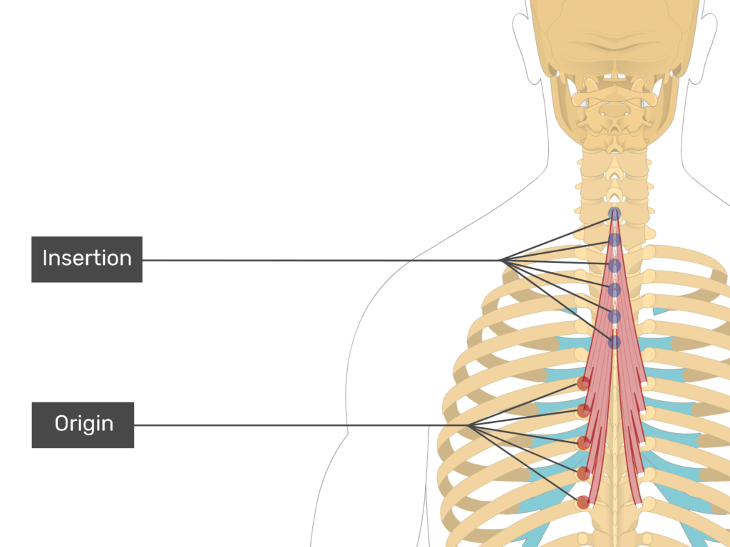 Semispinalis Thoracis Muscle | GetBodySmart