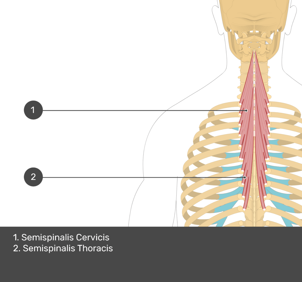 Semispinalis Thoracis Muscle | GetBodySmart