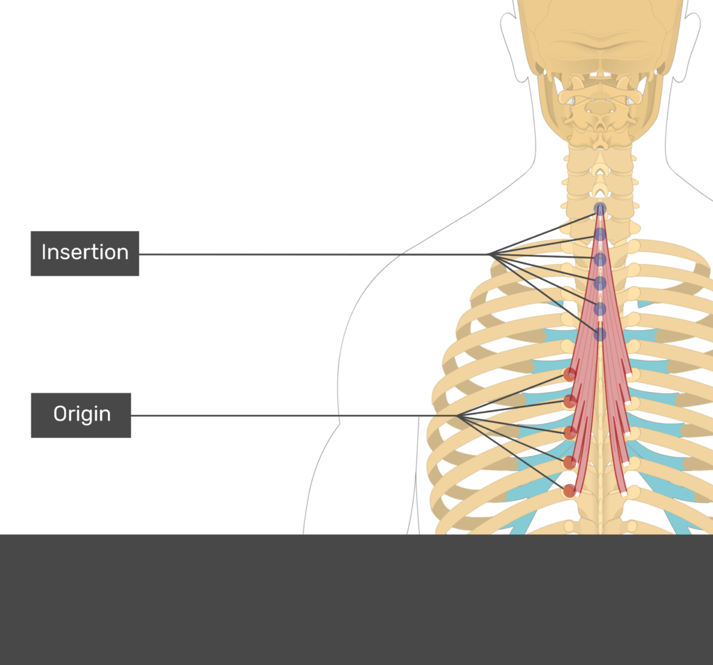 Semispinalis Thoracis Muscle | GetBodySmart