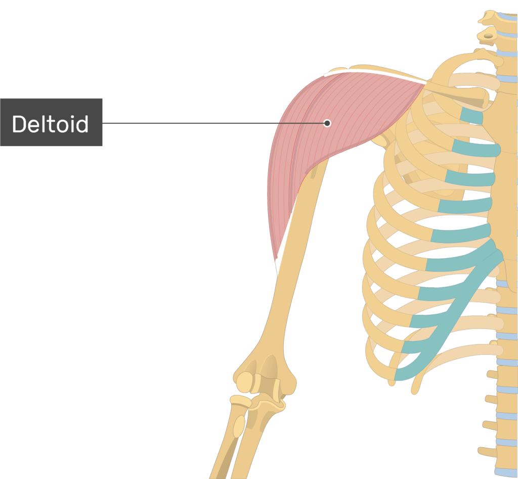 Shoulder Girdle Muscles Origin And Insertion
