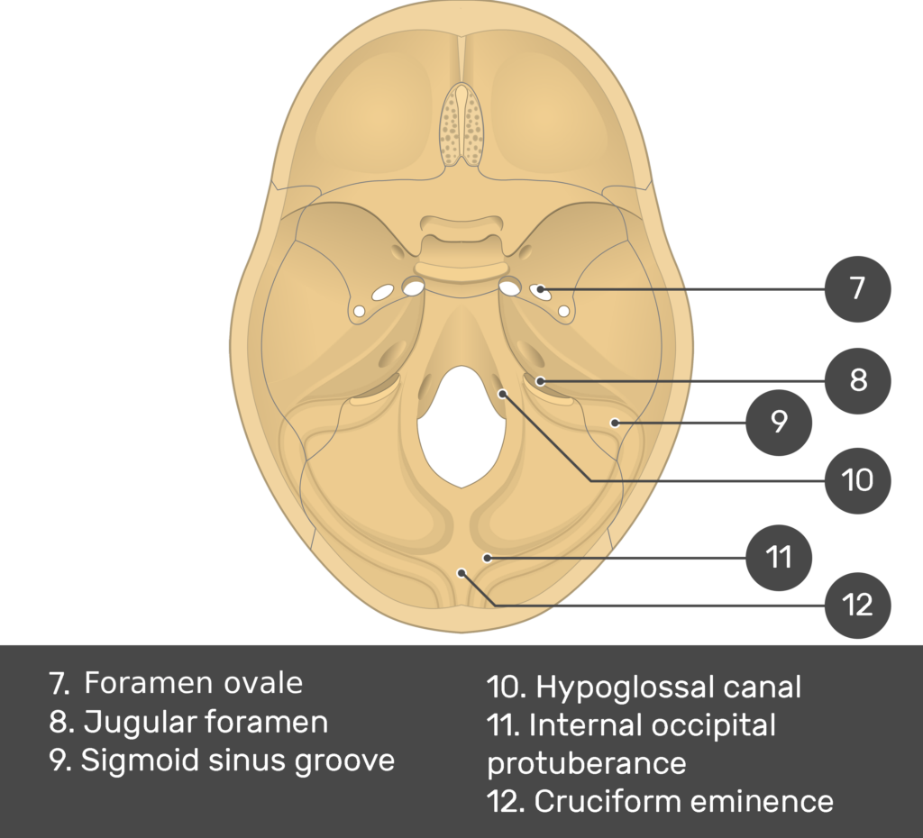 Fissures, foramina and markings of the base of the skull | GetBodySmart