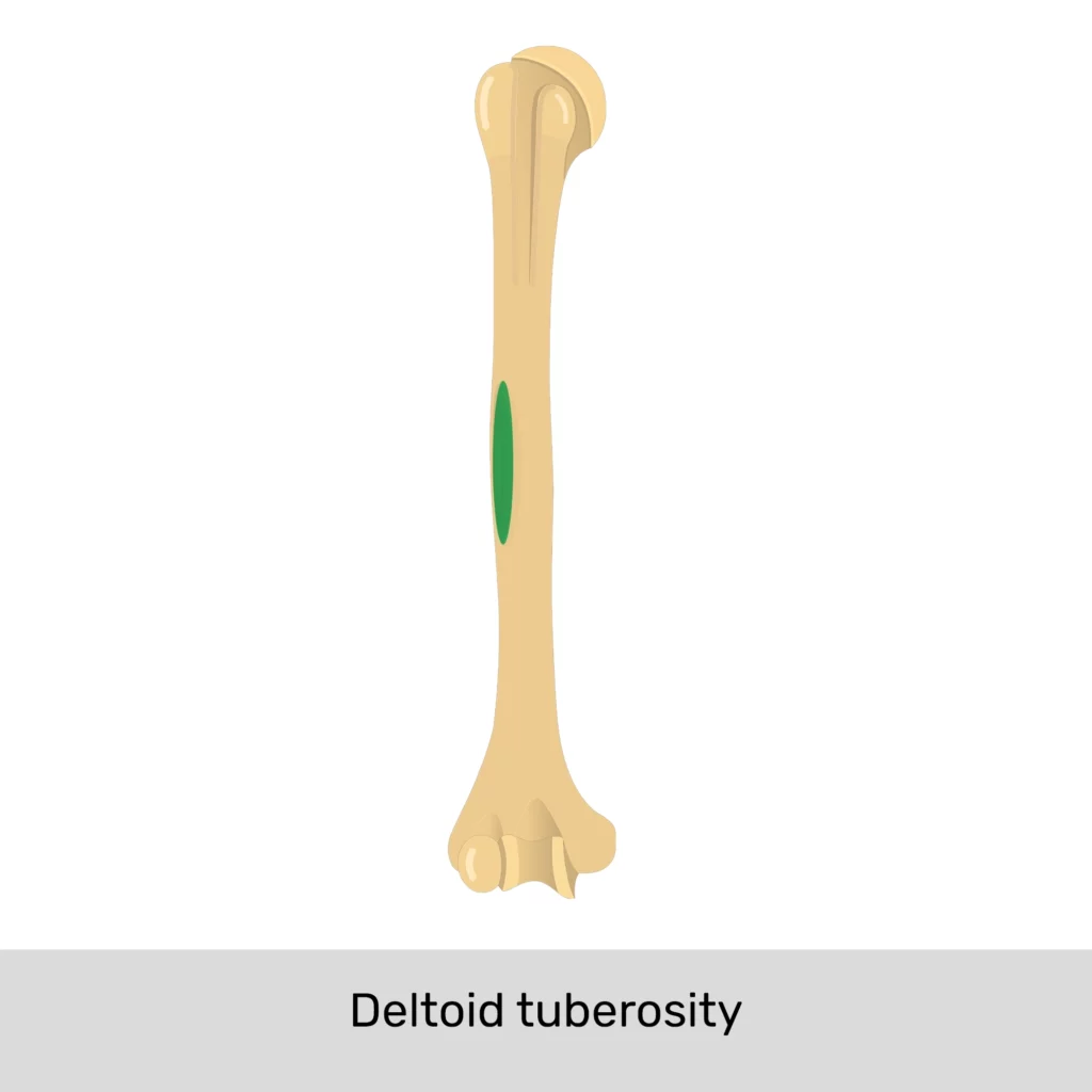 Humerus Diagram Labelled