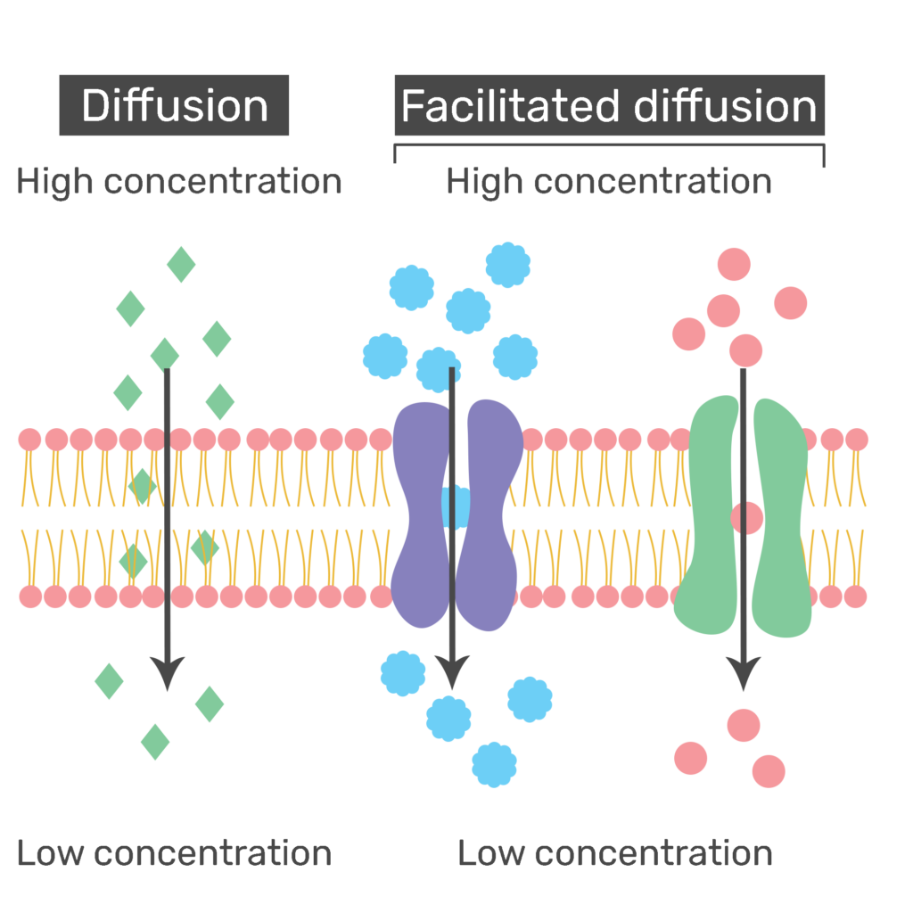 Facilitated Diffusion Diagram Plasma Membrane