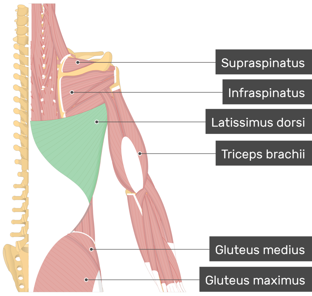 Latissimus Dorsi Origin And Insertion Test Next Class Due Flashcards