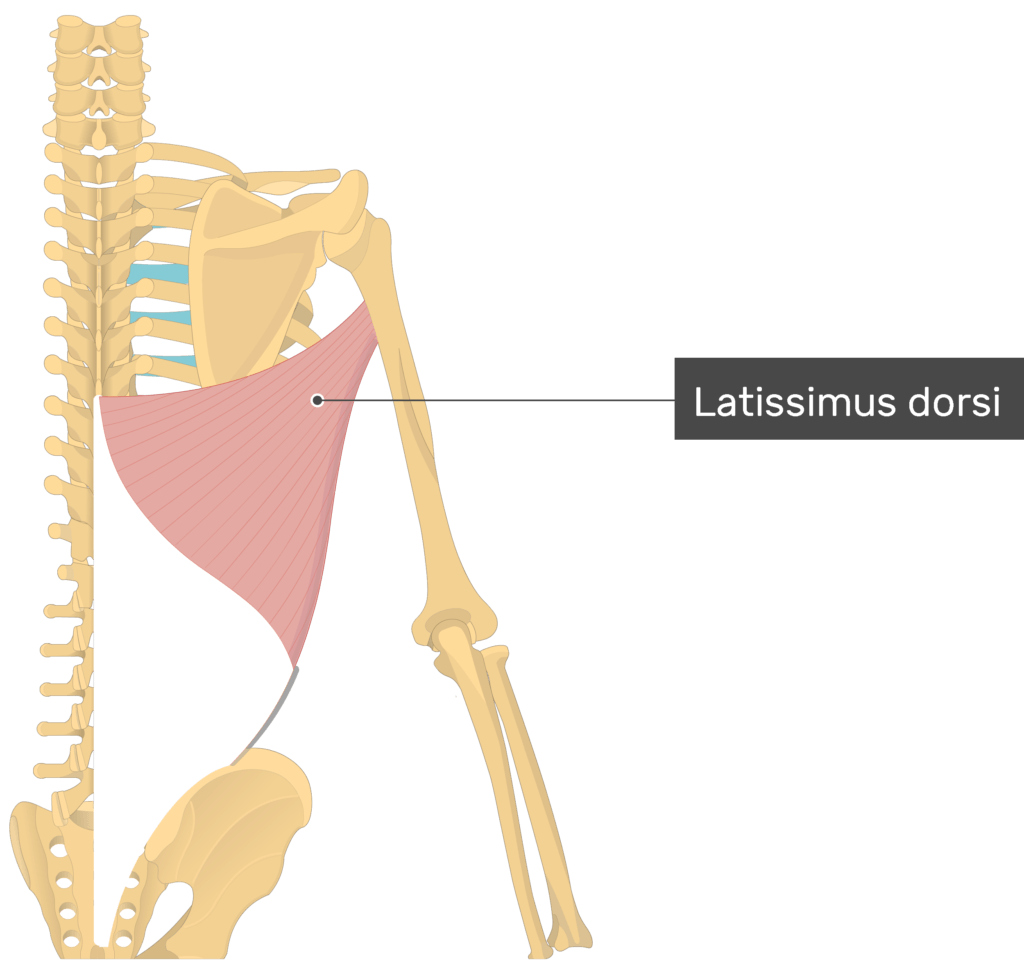 Latissimus Dorsi Origin And Insertion Test Next Class Due Flashcards
