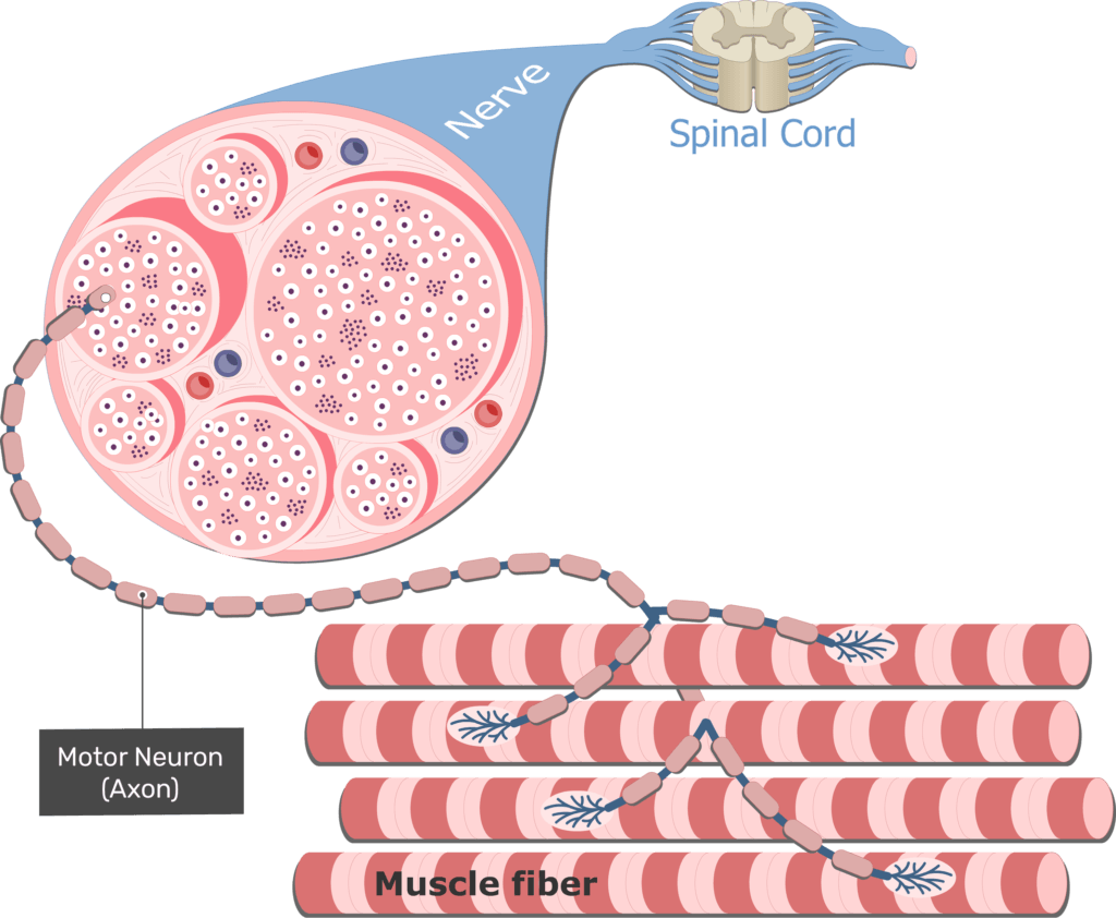 Motor unit: definition and diagram | GetBodySmart