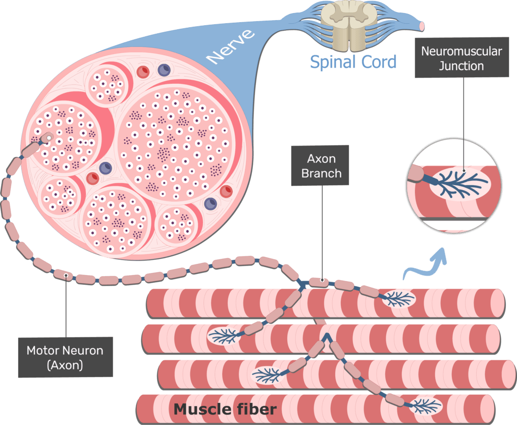 Neuromuscular Junction Motor Neuron