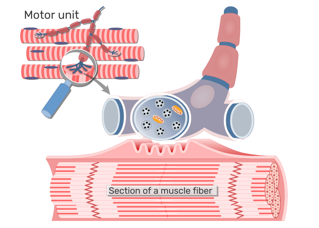 Neuromuscular junction: structure and diagram | GetBodySmart