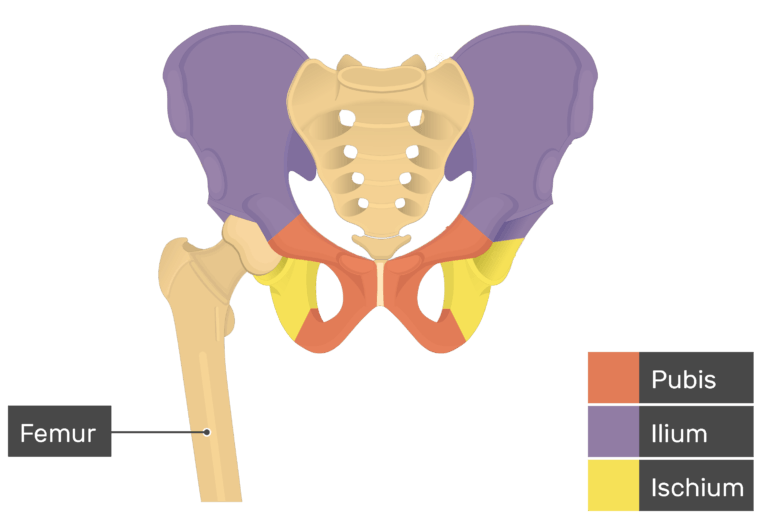Skeleton | Skeletal System Overview | GetBodySmart