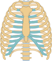 External Intercostal Muscles | GetBodySmart