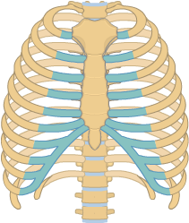 External Intercostal Muscles | GetBodySmart
