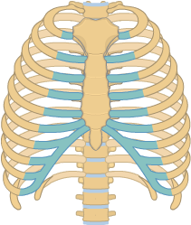 External Intercostal Muscles | GetBodySmart