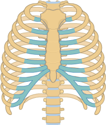 External Intercostal Muscles | GetBodySmart