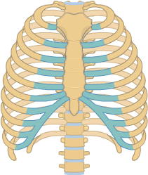 Intercostal Muscles Anatomy