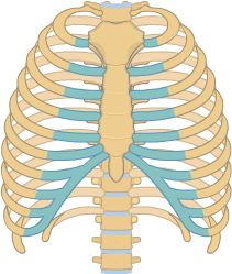 External Intercostal Muscles | GetBodySmart