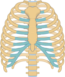 External Intercostal Muscles | GetBodySmart
