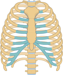 External Intercostal Muscles | GetBodySmart